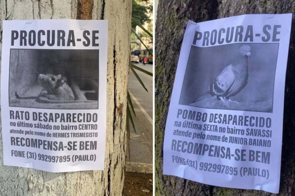 Estudante da UFMG causa rebuliço com cartazes de "pombo e rato ...