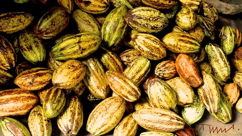 Brasil é o 7º maior produtor de cacau do mundo | Plox