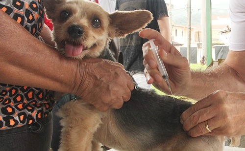 Campanha de vacinação contra raiva animal prossegue no sábado em Timóteo