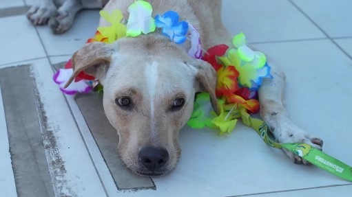 Cachorro que animou shows no carnaval do Recife ganha nome oficial e ...