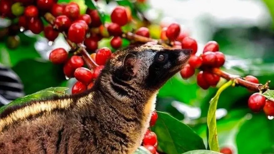 A bebida de ouro: O Fascinante e polêmico mundo do 'Café de Civeta' | Plox