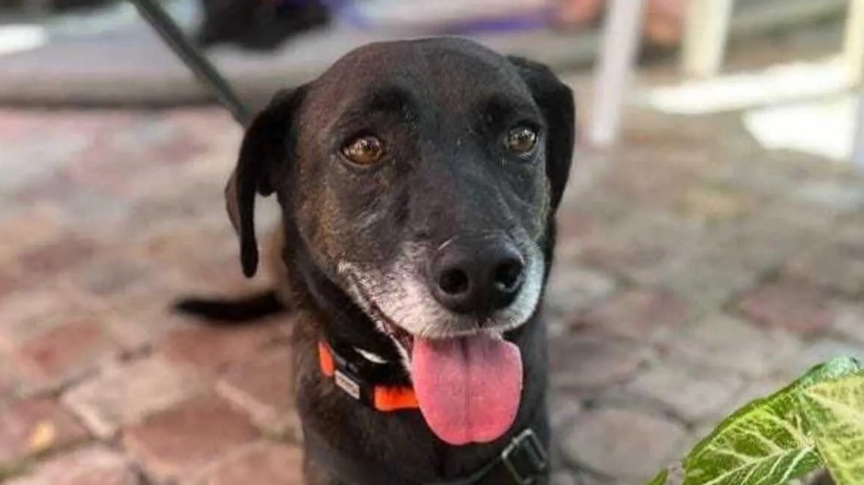Cravolândia reconsidera decisão de abater animais abandonados após ...