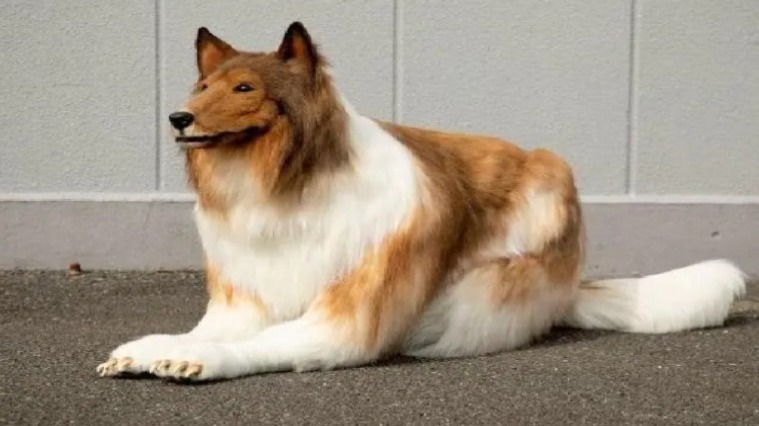 Japonês que investiu para se tornar "collie humano" busca romance e ...