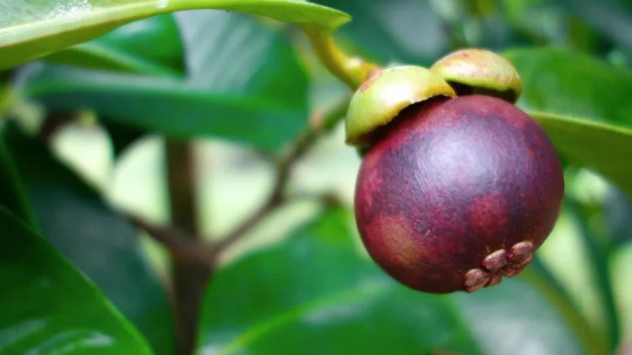 Mangostim: A fruta exótica e premiada que conquista paladares pelo mundo