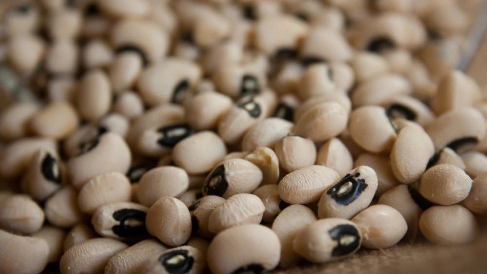 Feijões que não provocam gases: Embrapa desenvolve tecnologia genética ...