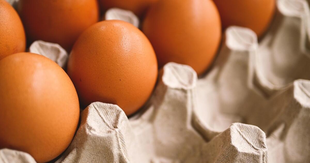 Após queda histórica, preço do ovo volta a subir em BH e deve ...