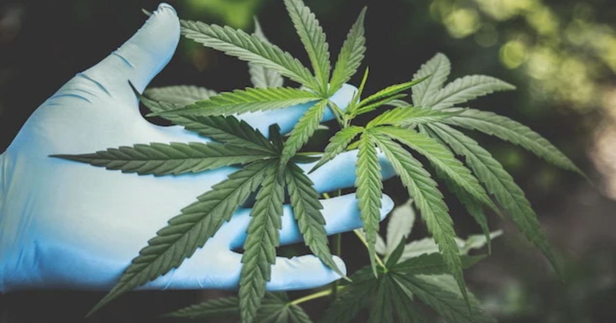 Anvisa flexibiliza prescrição de cannabis com baixo THC e autoriza ...